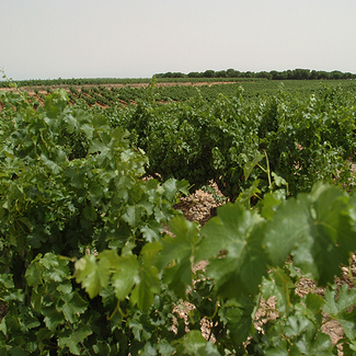 Bodega Herederos del Marqués de Riscal (Rueda) - Rueda