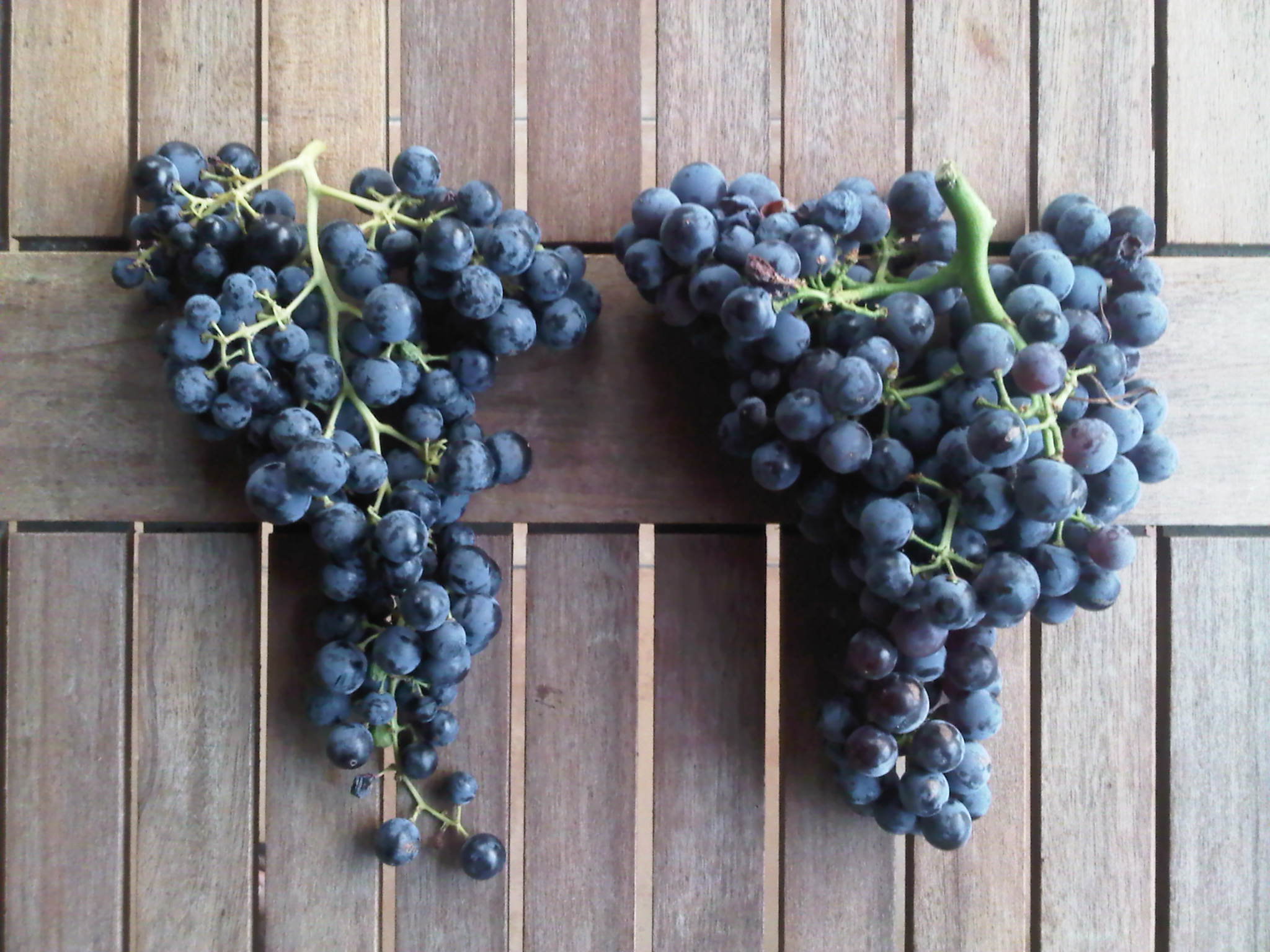 ¿Qué es la garnacha? Diferencias entre garnacha blanca y garnacha tinta