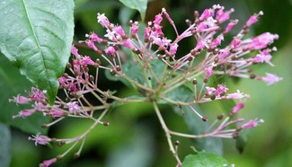 ¿Qué es la Quinina?