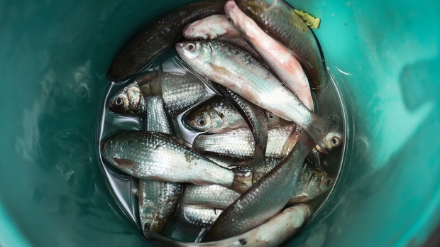 Koi Pla, el plato tailandés que produce cáncer - Verema