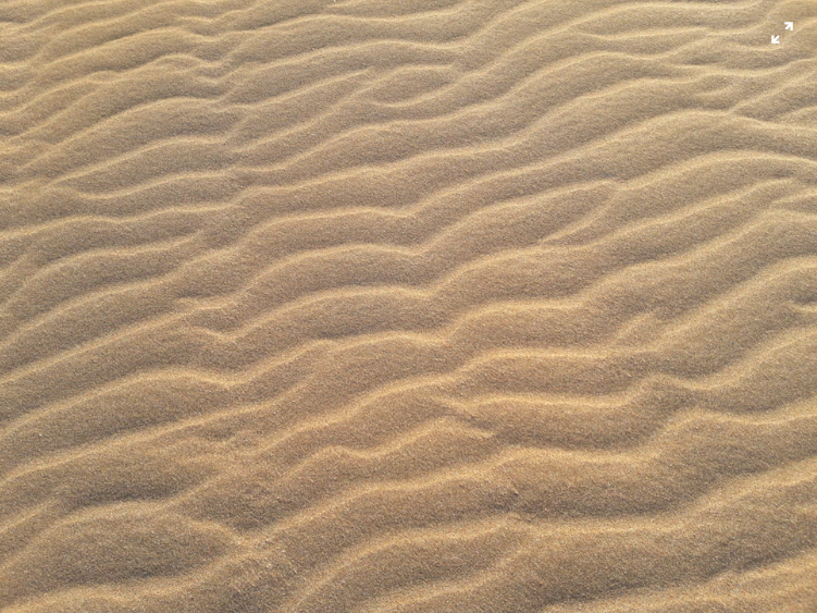 La Filoxera: el polizón americano que arrasó Europa