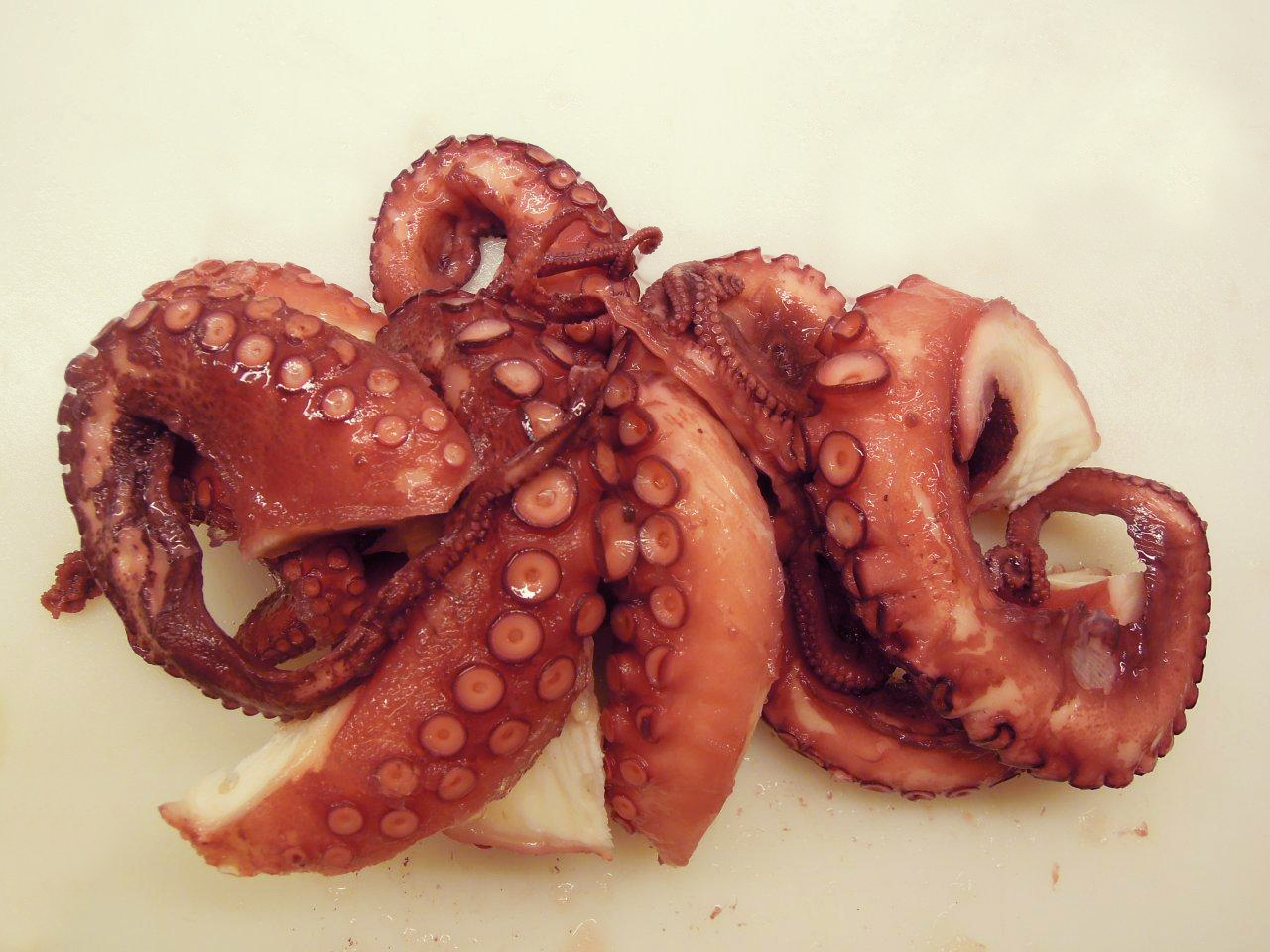 Pronto tendremos masivamente pulpo criado en acuicultura - Verema