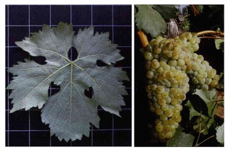 Albillo Real y Albillo Mayor