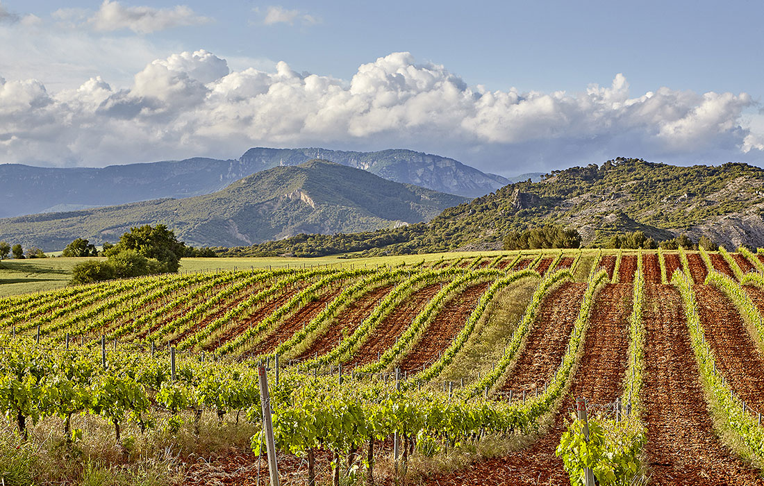 Las Bodegas de la DO Navarra obtienen grandes resultados en el certamen ...