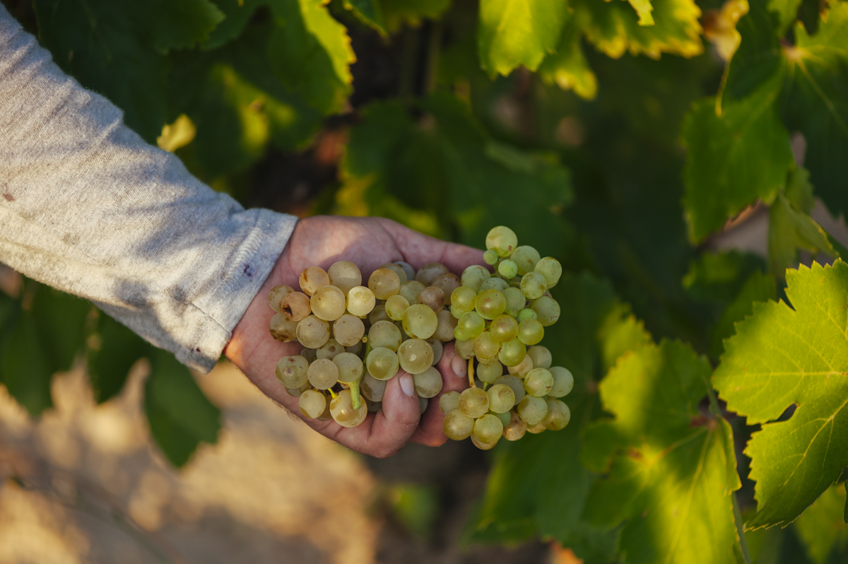 Boletín de maduración 1. Estado sanitario y vegetativo óptimo en Rioja ...